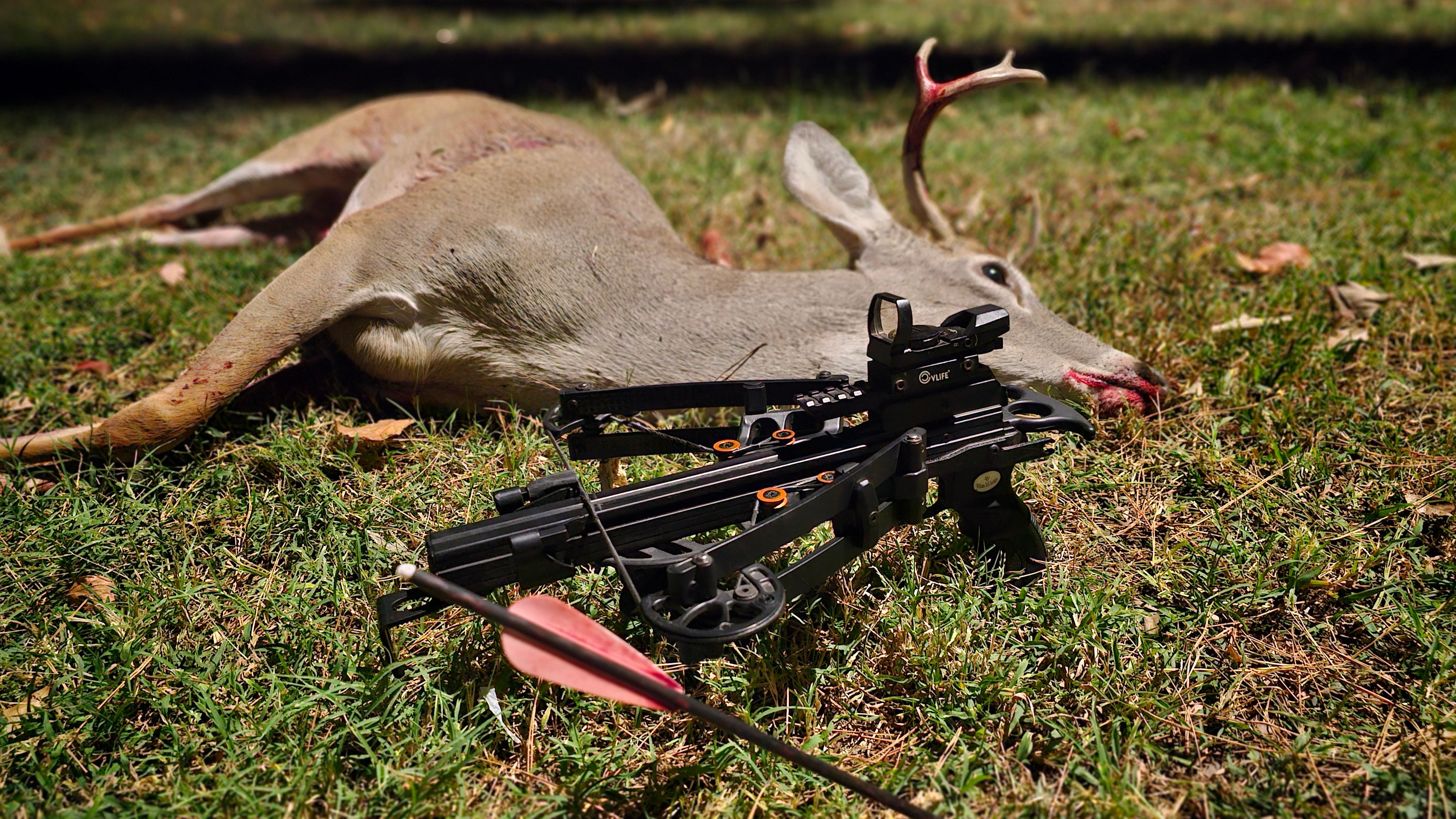 Mini Striker & Ballista Bat Bolts – The Water Swatters